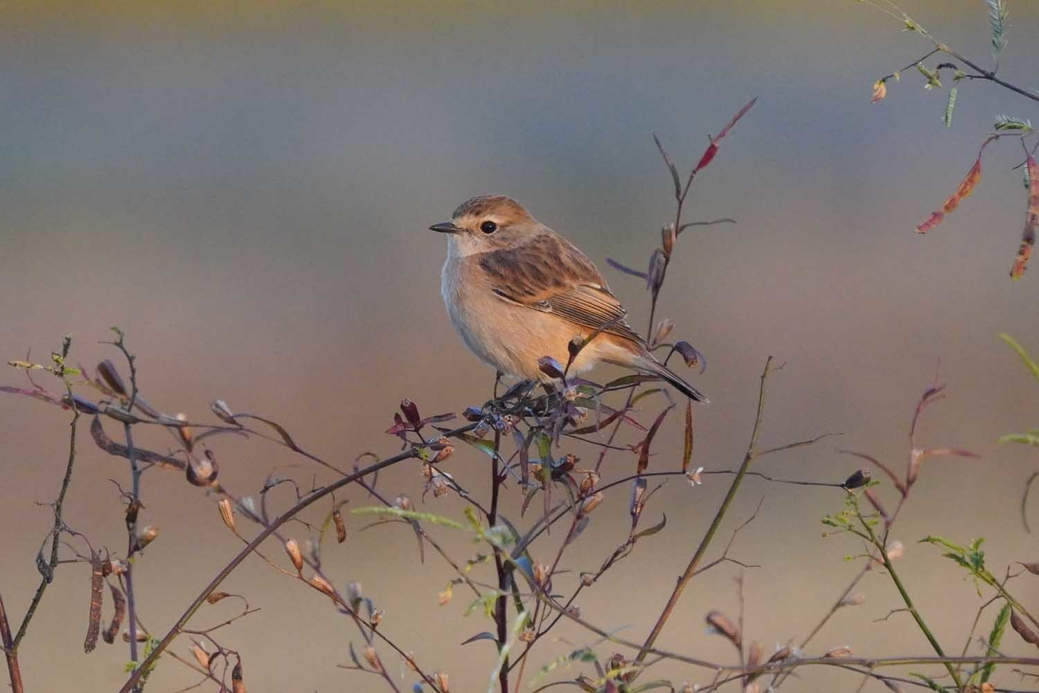 2020-10-25 ジョウビタキがやってきました: TX88Aの「気ままに生きたい」