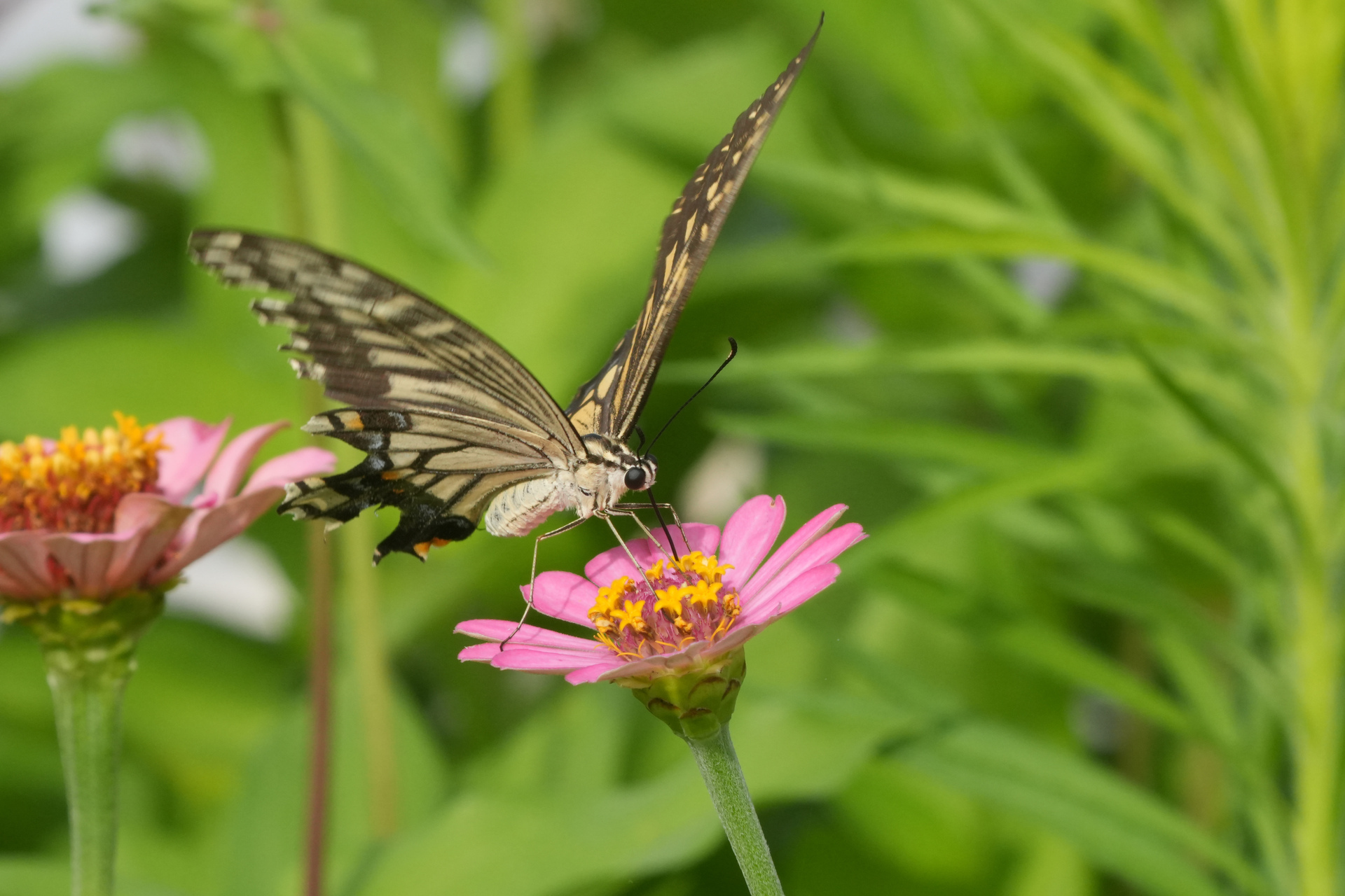 2025-07-18: TX88Aの「気ままに生きたい」